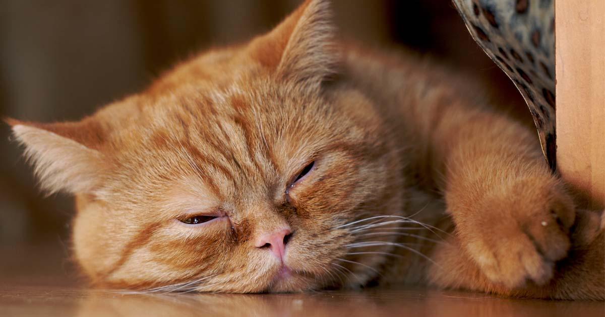 Your Guide to Cat Sleep Apnea: Can Cats Have Sleep Apnea? - CPAP.com ...